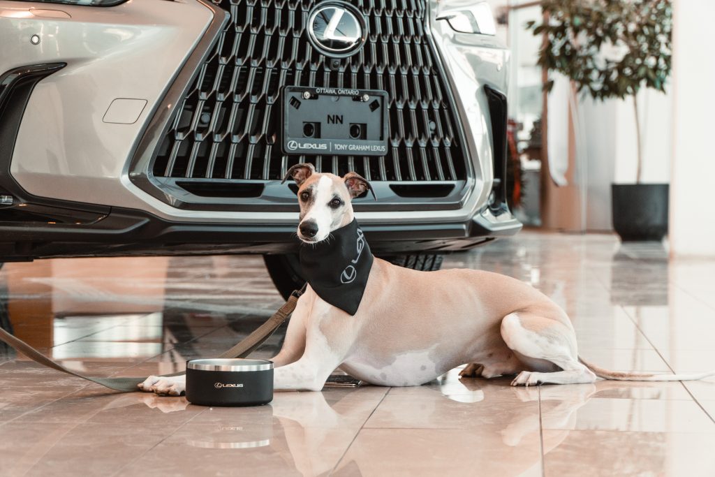 Lexus Boutique - Tony Graham Lexus